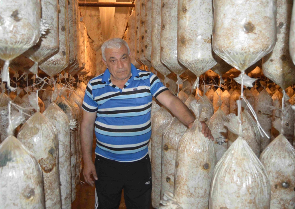 ECLOF Armenia Oyster Mushrooms 1a – ECLOF International